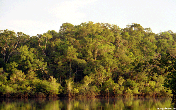 Image: forest reflection