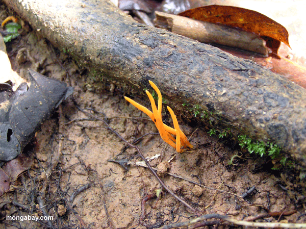 Image: Orange Fungi Fingers
