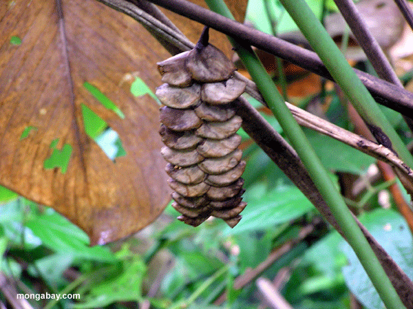 Image: Seed Pod