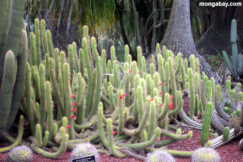 Cacti from the Huntington Gardens, California